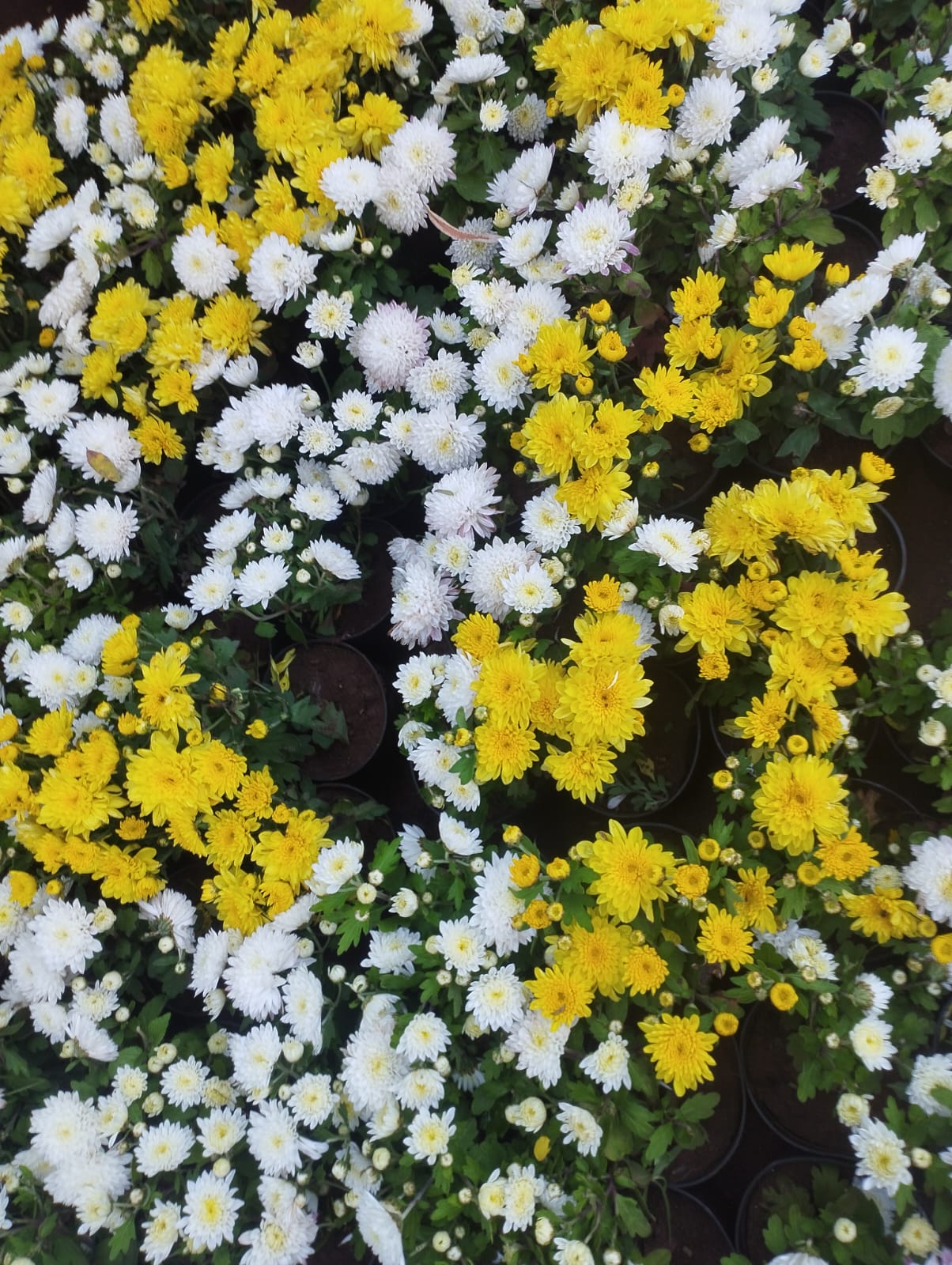Chamanthi Yellow plant – Fresh & Fragrant Flowers – matho